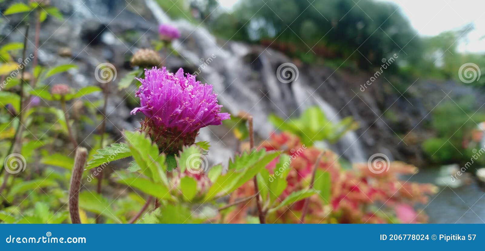 Pink Flower with Waterfall Background Stock Photo - Image of flower ...