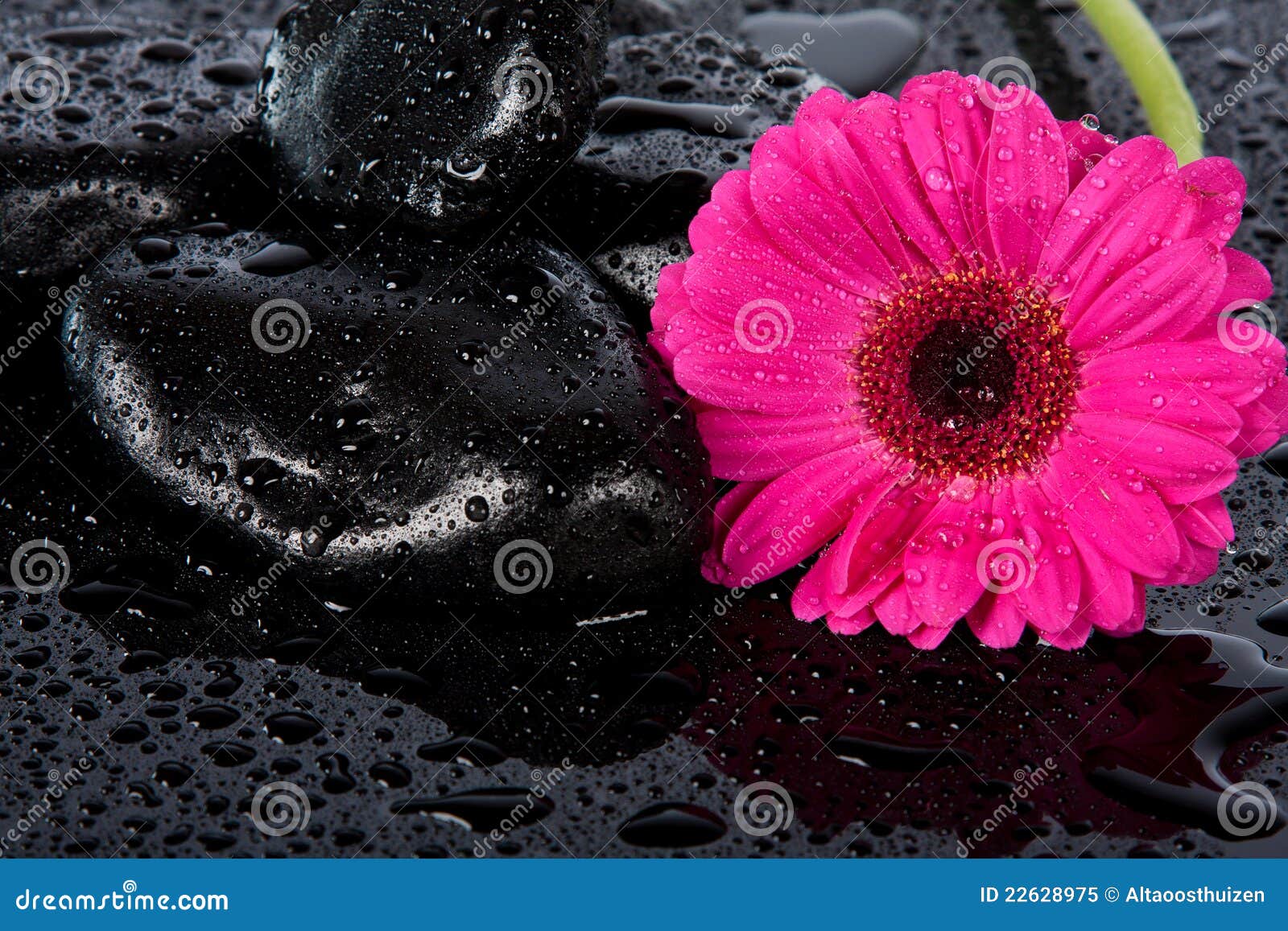 Pink flower on wet surface stock image. Image of botanical - 22628975