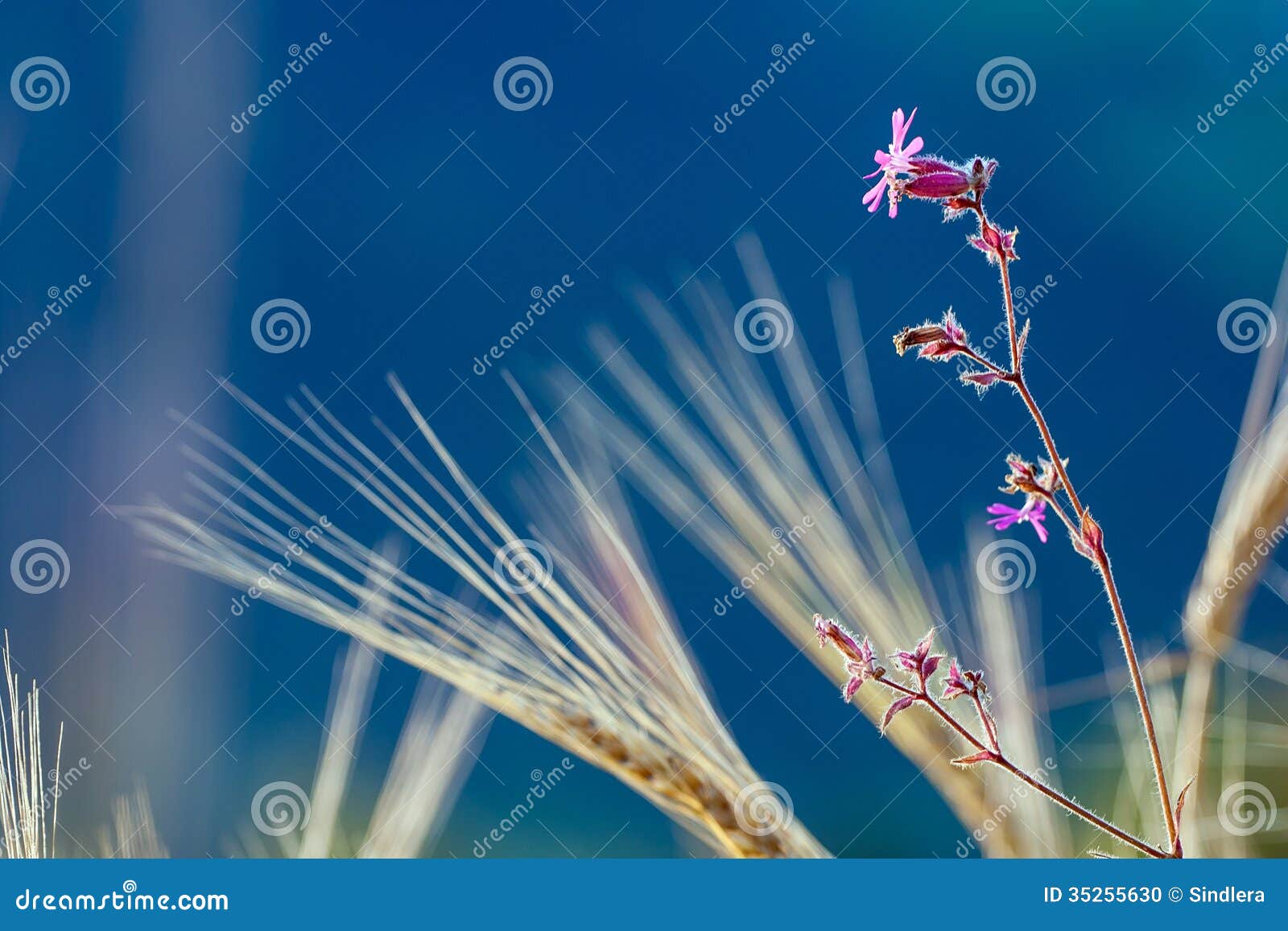 Pink Flower Wheatfield Stock Photos - Free & Royalty-Free Stock Photos ...