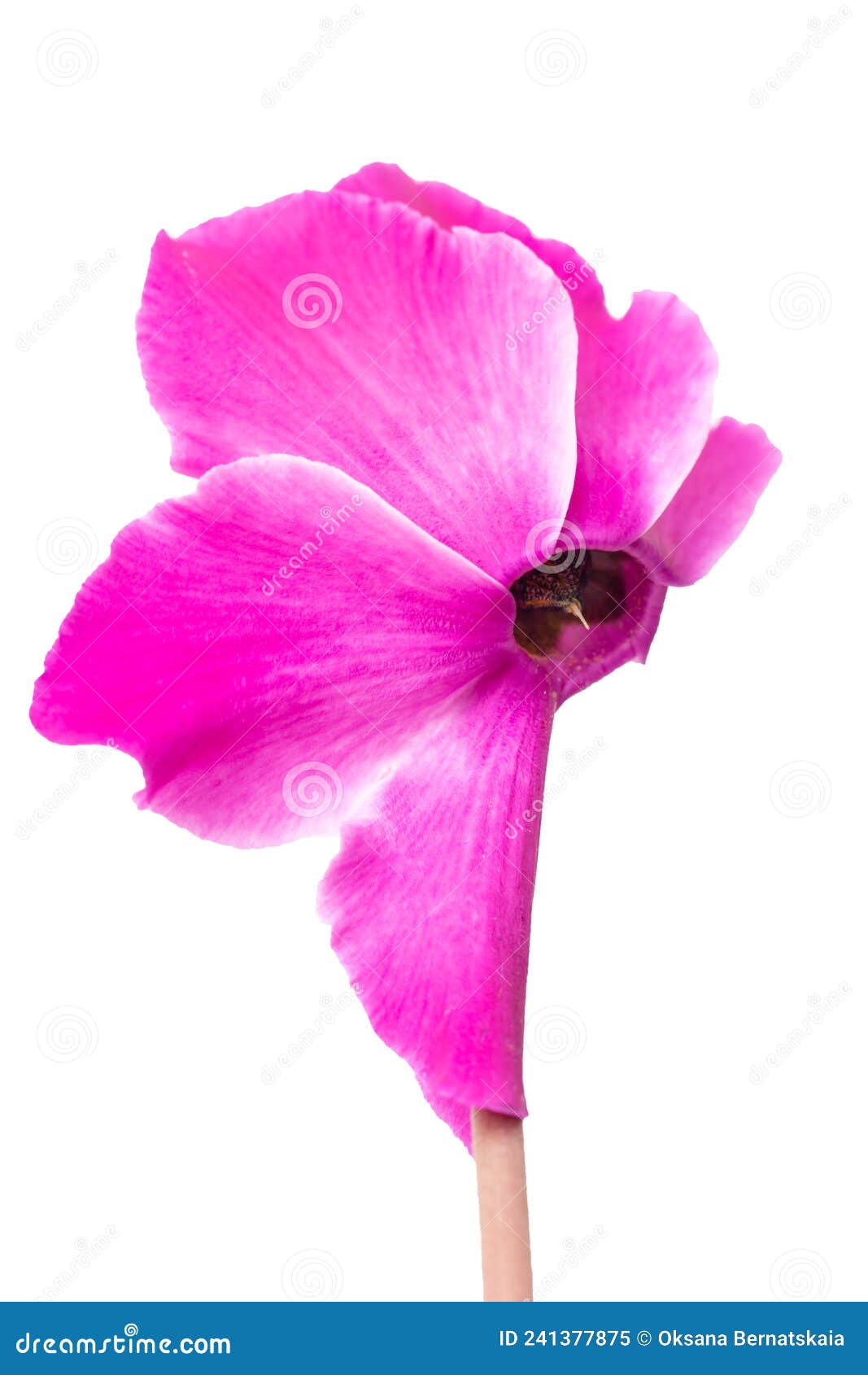 Pink Flower on White Background Stock Image - Image of background ...