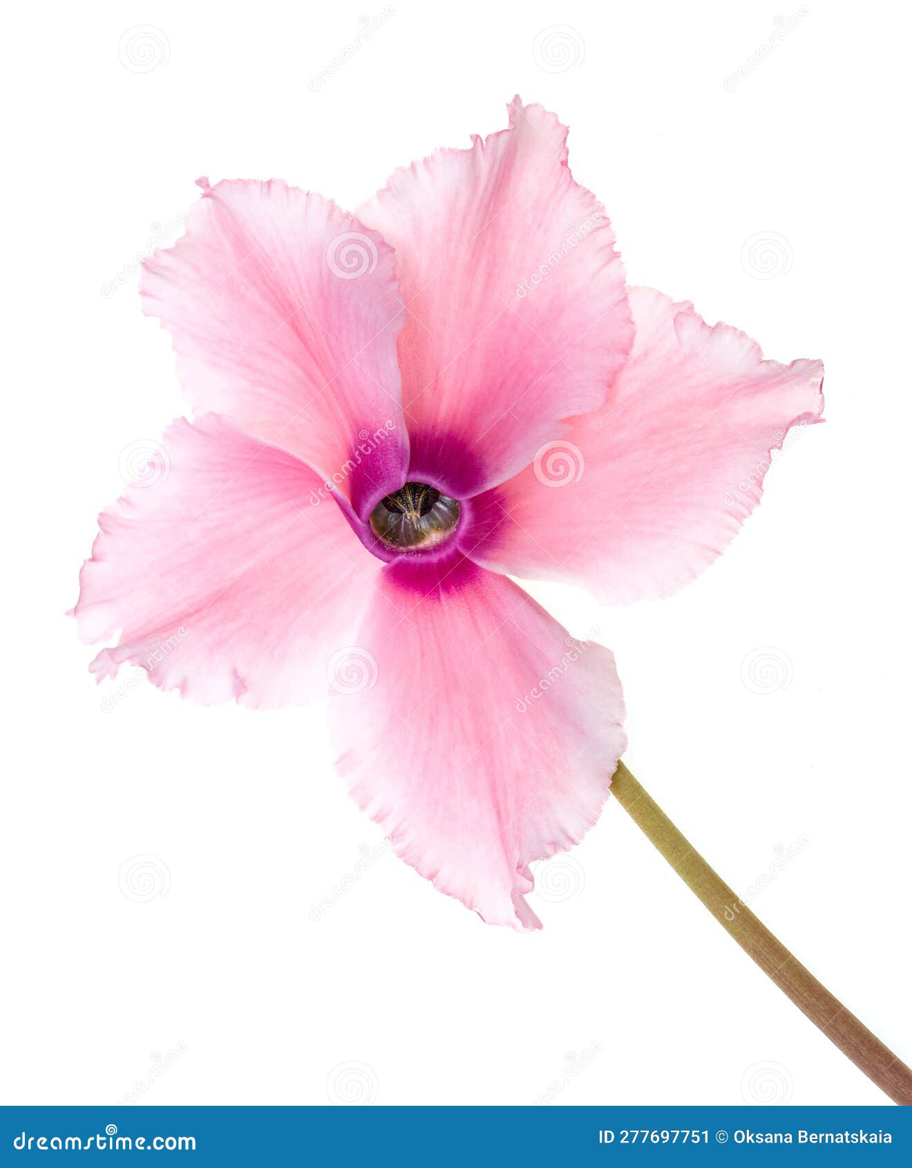 Pink Flower on White Background Stock Image - Image of pink, center ...