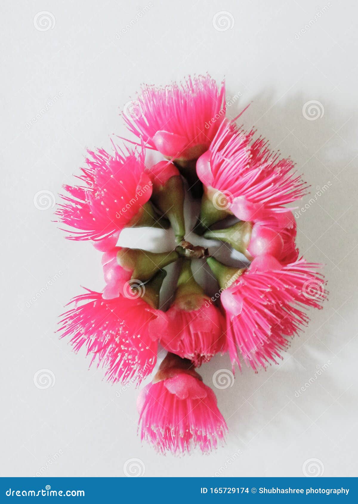 Bunch of Pink Flower with White Background Stock Photo - Image of ...
