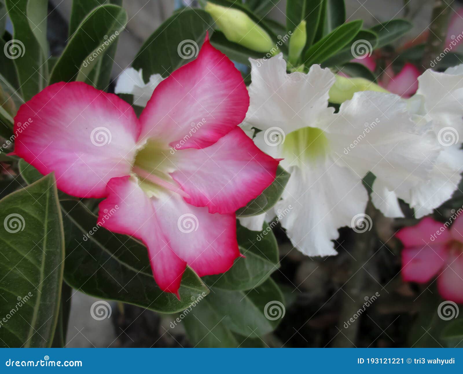 Pink Flower and White Flower Side by Side Stock Image - Image of petal ...