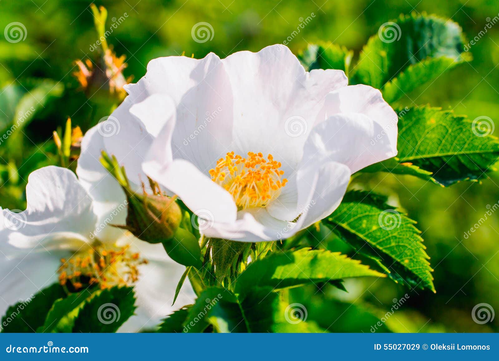 Pink flower wild rose stock image. Image of nature, wild - 55027029