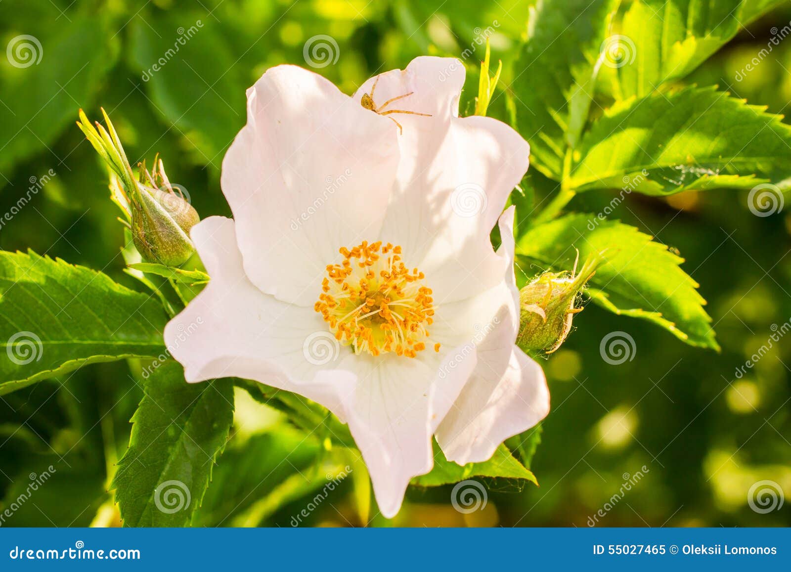 Pink flower wild rose stock image. Image of rose, leaflets - 55027465