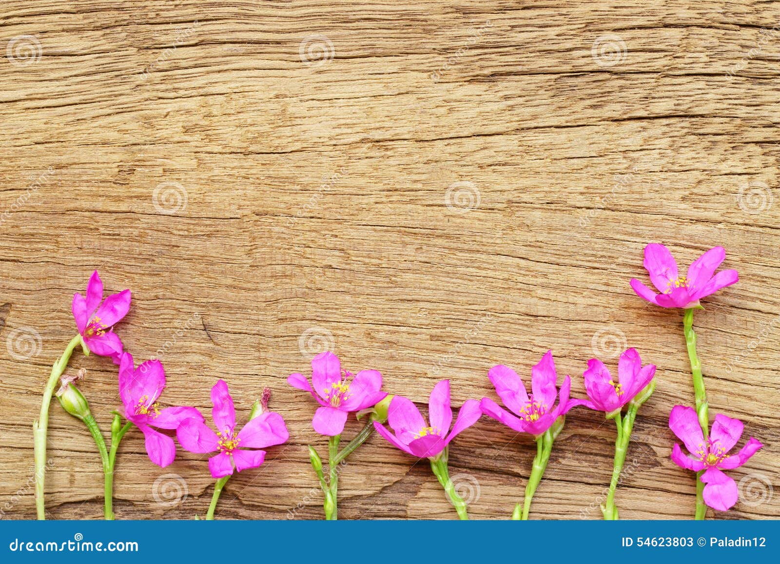 Pink Flower on Wood Texture Stock Image - Image of natural, break: 54623803