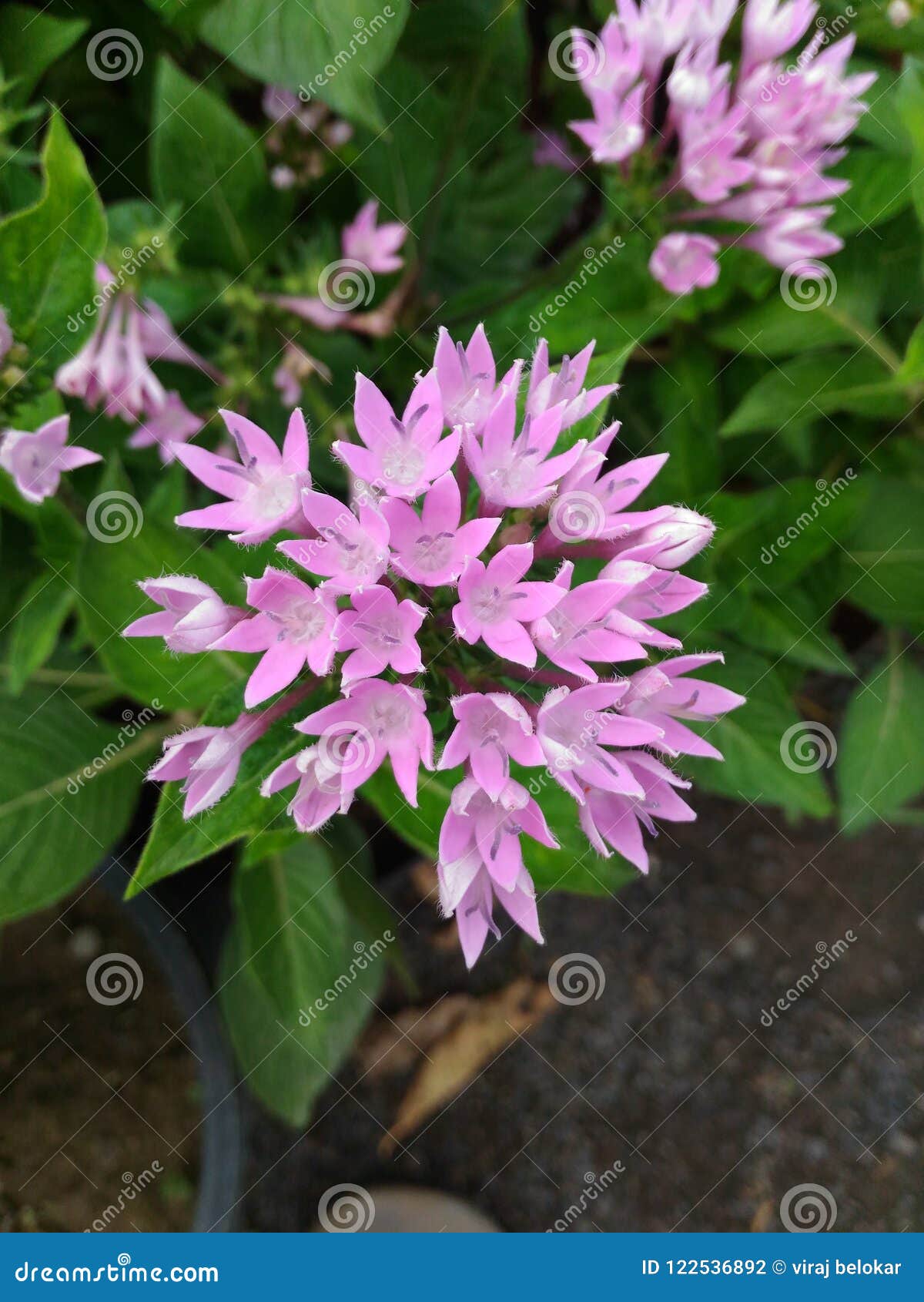 Pink flower stock photo. Image of pink, beautiful, individual - 122536892