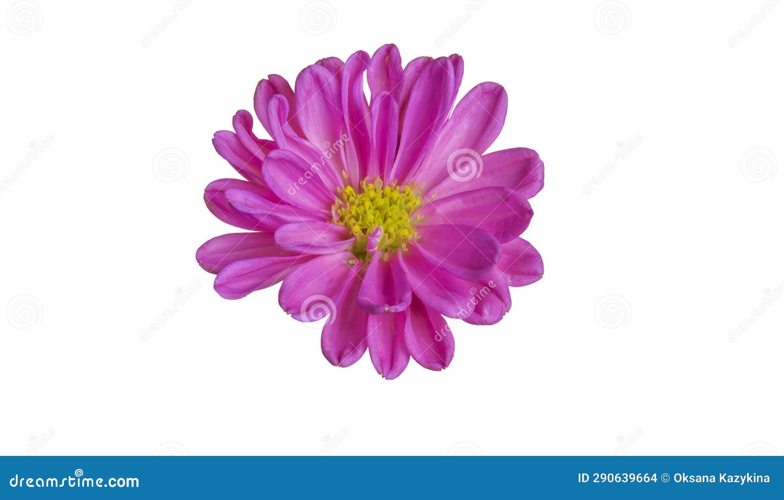 Pink Flower with Yellow Core Isolated on White Background. Stock Photo ...