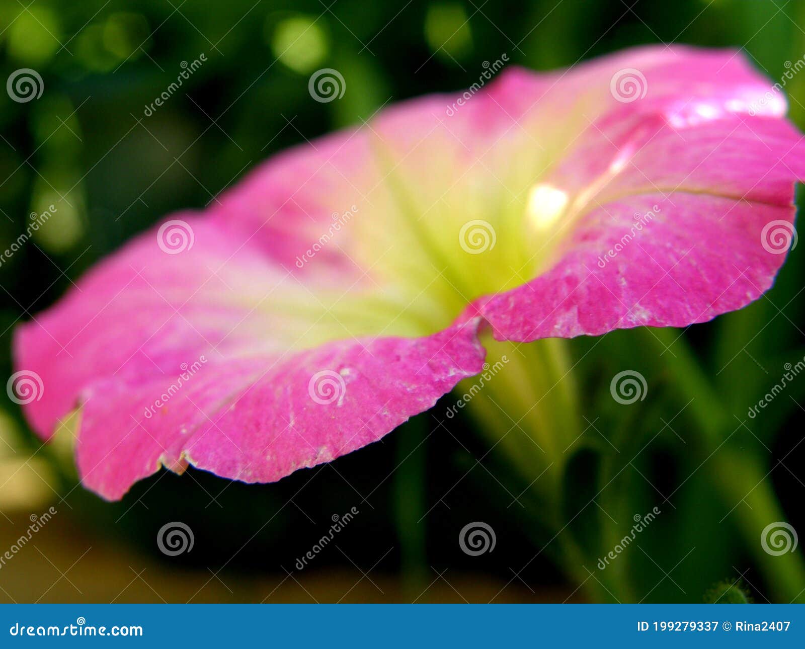 Pink flower zoom in stock image. Image of zoom, pink - 199279337