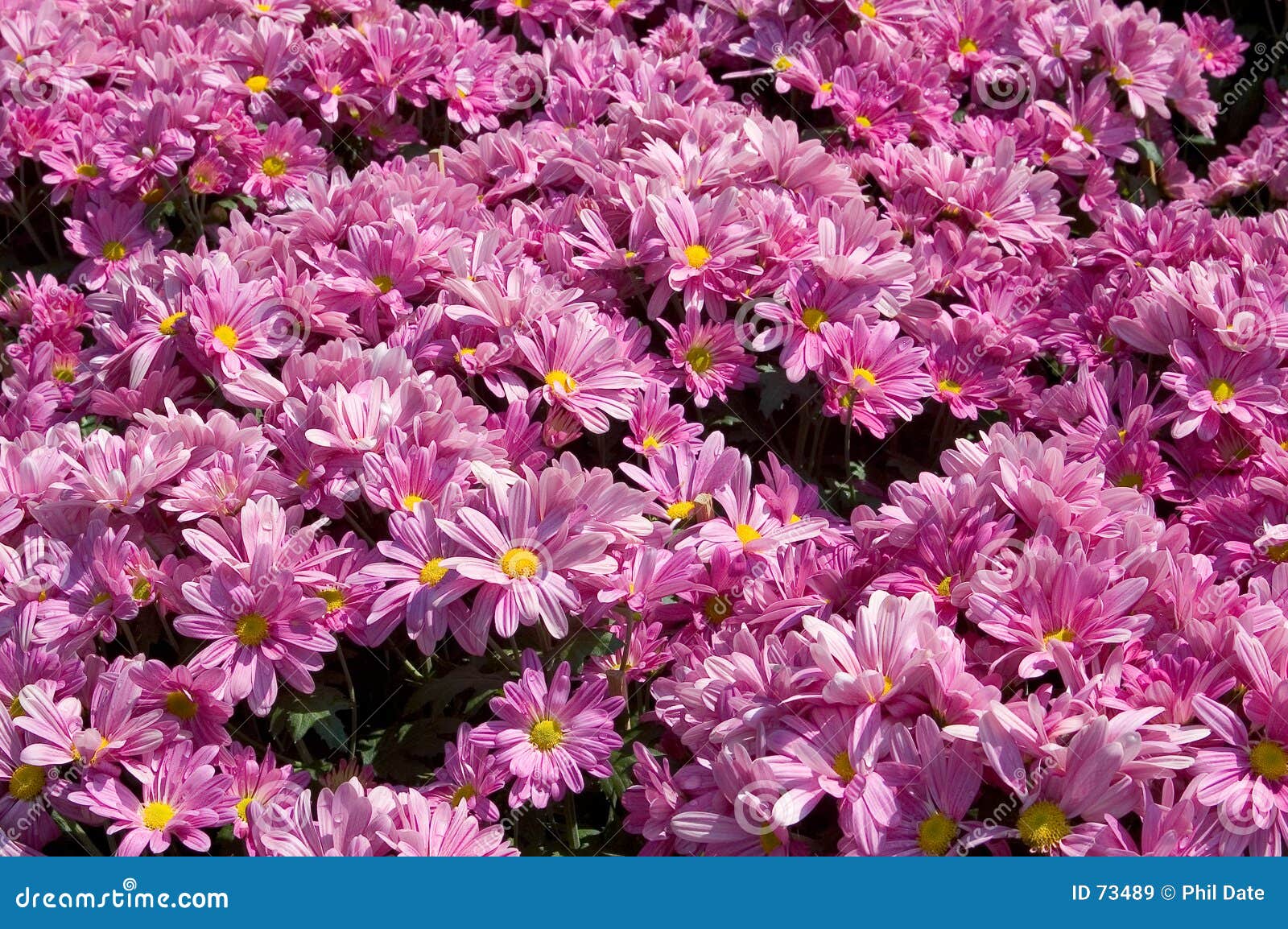 Pink Flowerbed stock image. Image of pink, petals, flower - 73489
