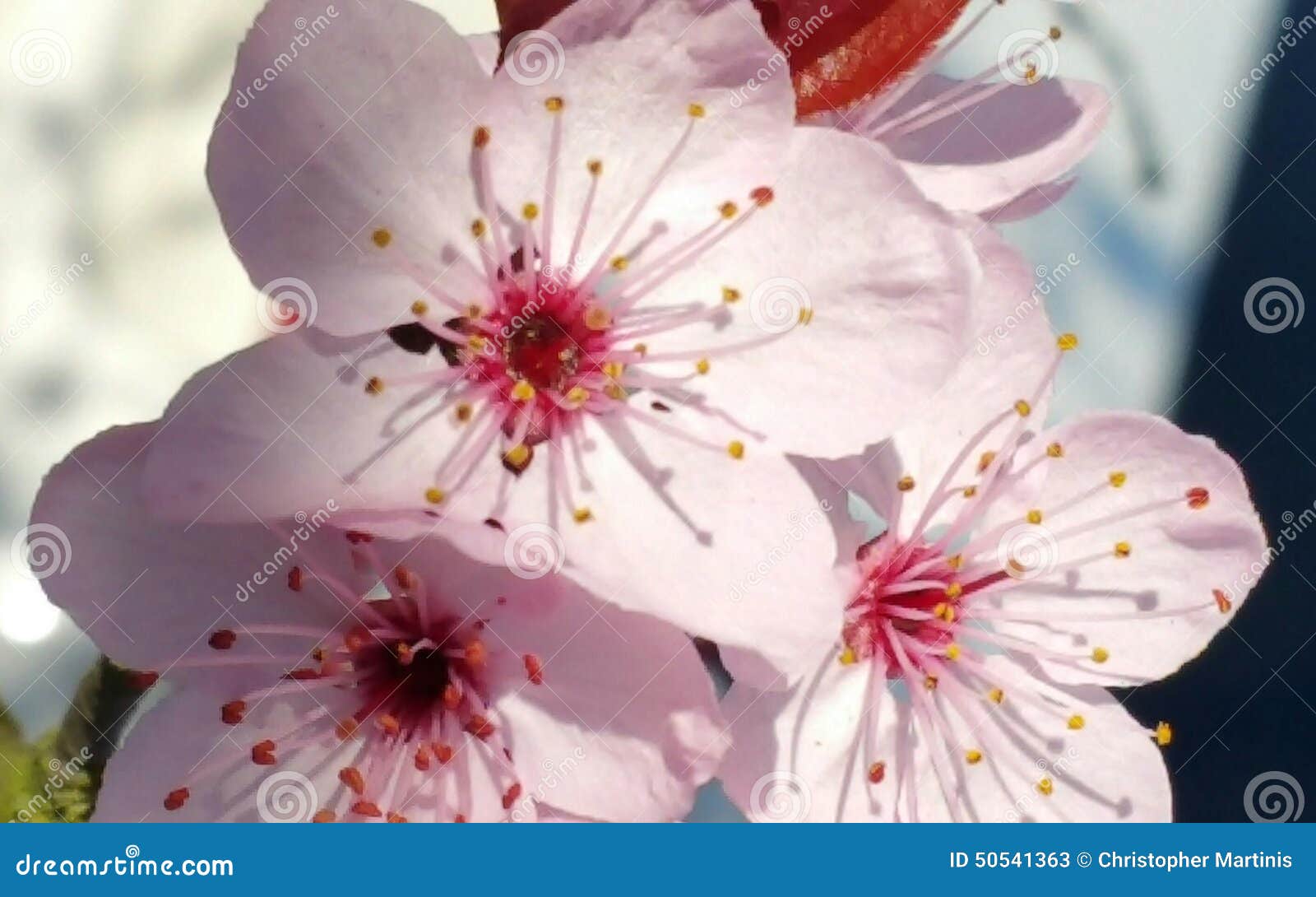 Pink flowered cherry tree stock image. Image of pink - 50541363