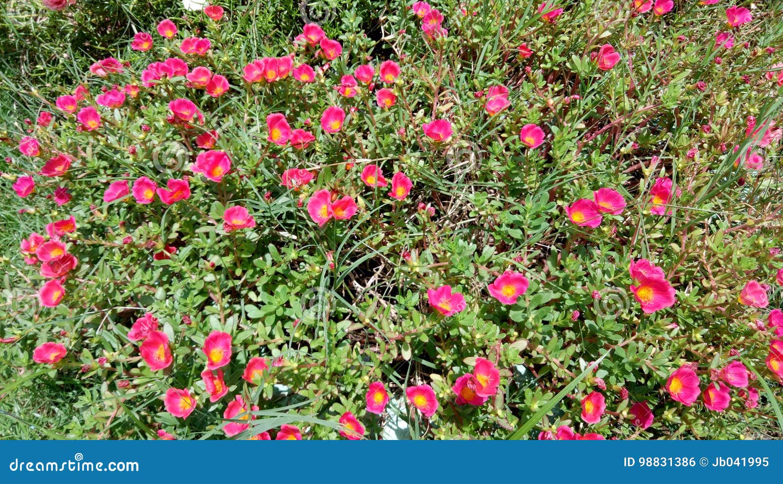 Pink Flowerettes Photos - Free & Royalty-Free Stock Photos from Dreamstime