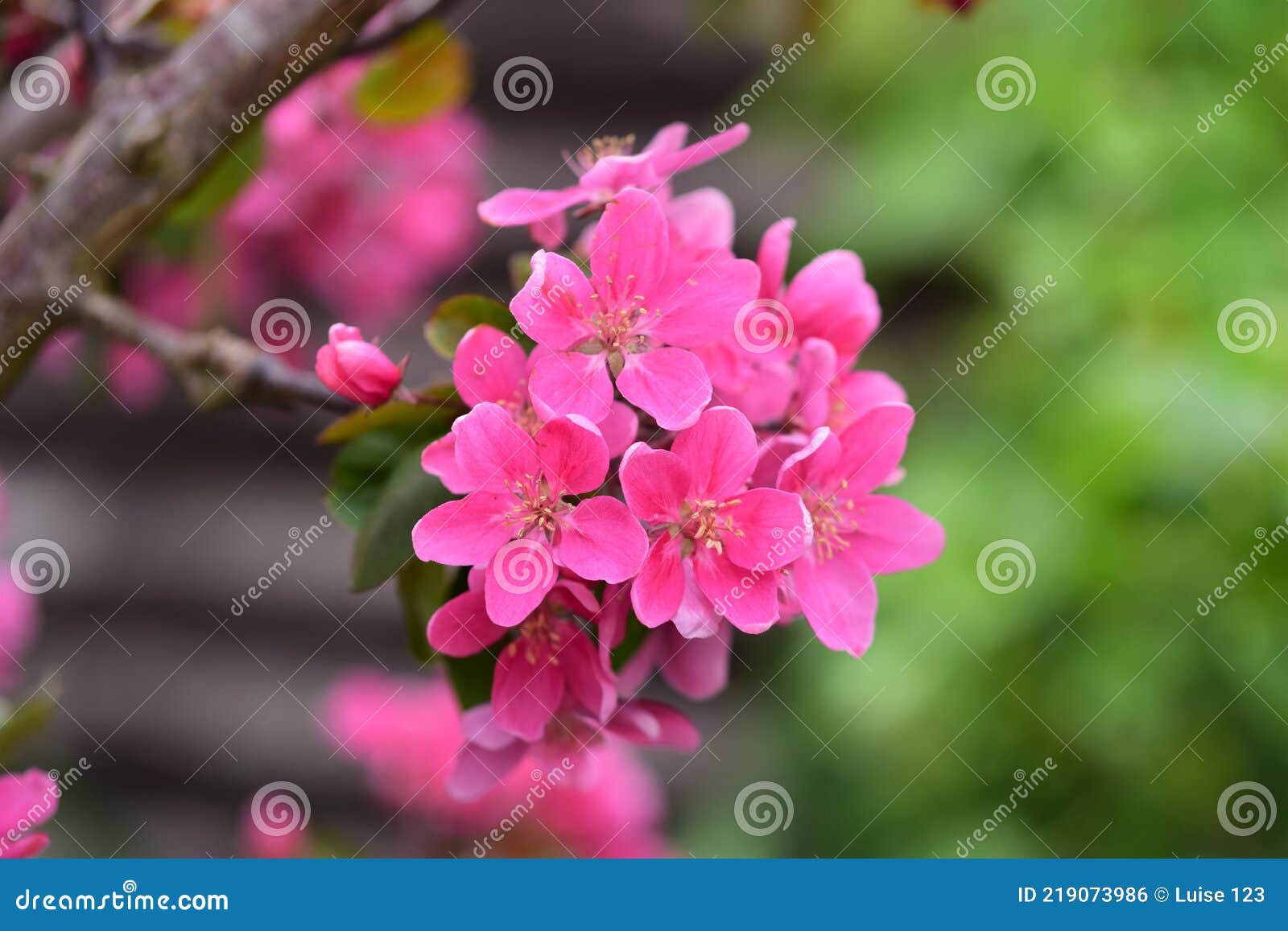 Pink Flowering Apple Tree As a Close Up Stock Photo - Image of outdoors ...