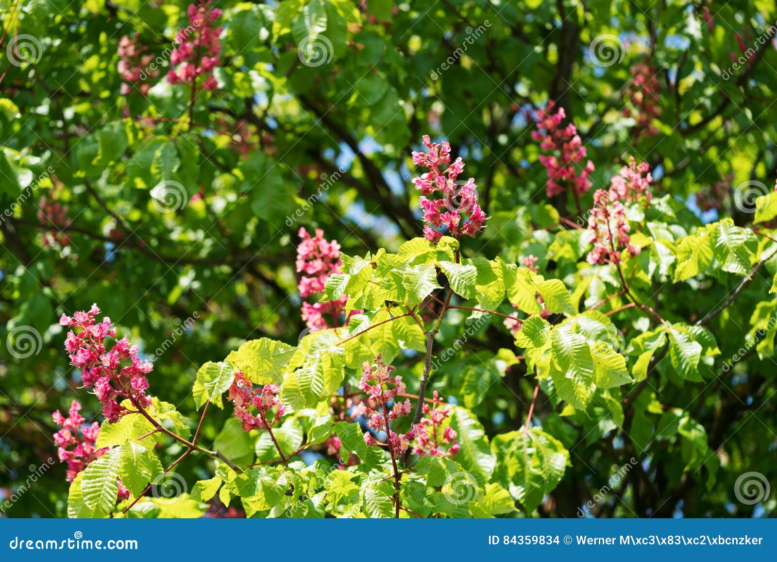 Pink Flowering Buckeye Tree Stock Photo - Image of chestnut, plant ...