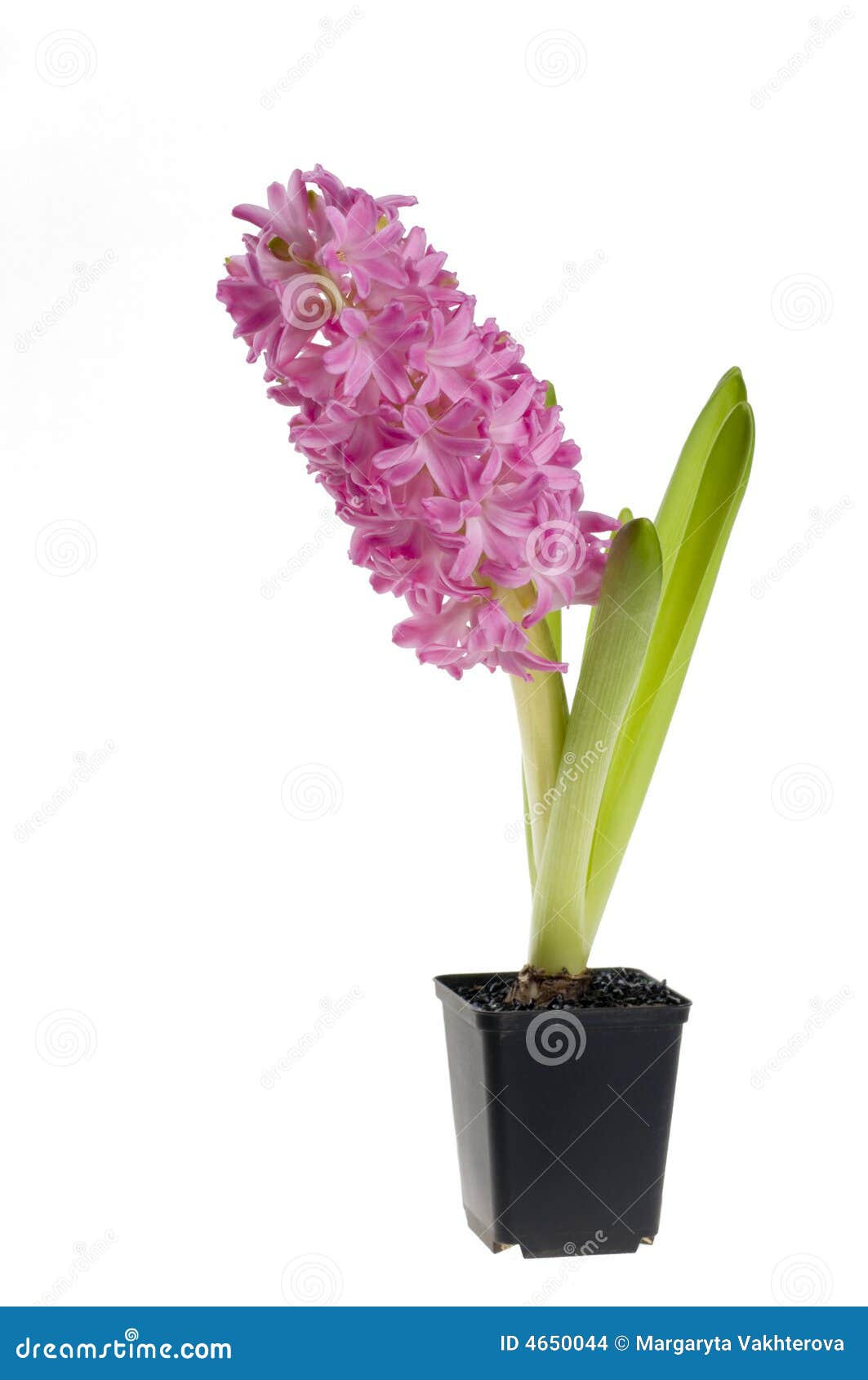 Pink Flowering Bulb stock photo. Image of decor, leaves - 4650044