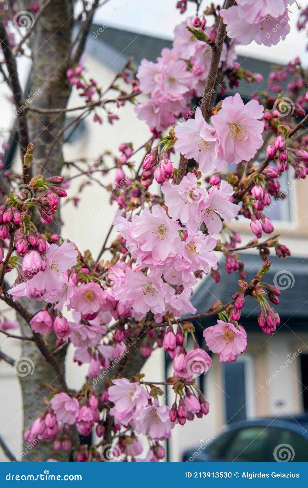 Pink Flowering Cherry Tree in Spring Stock Photo - Image of nice, color ...