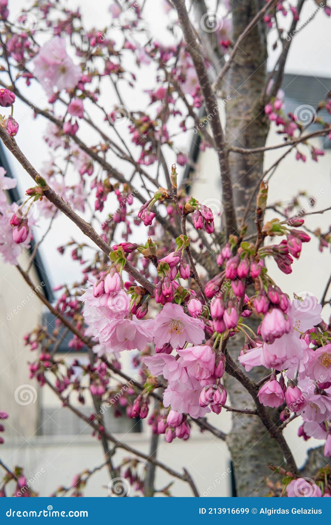 Pink Flowering Cherry Tree in Spring Stock Image - Image of colorful ...