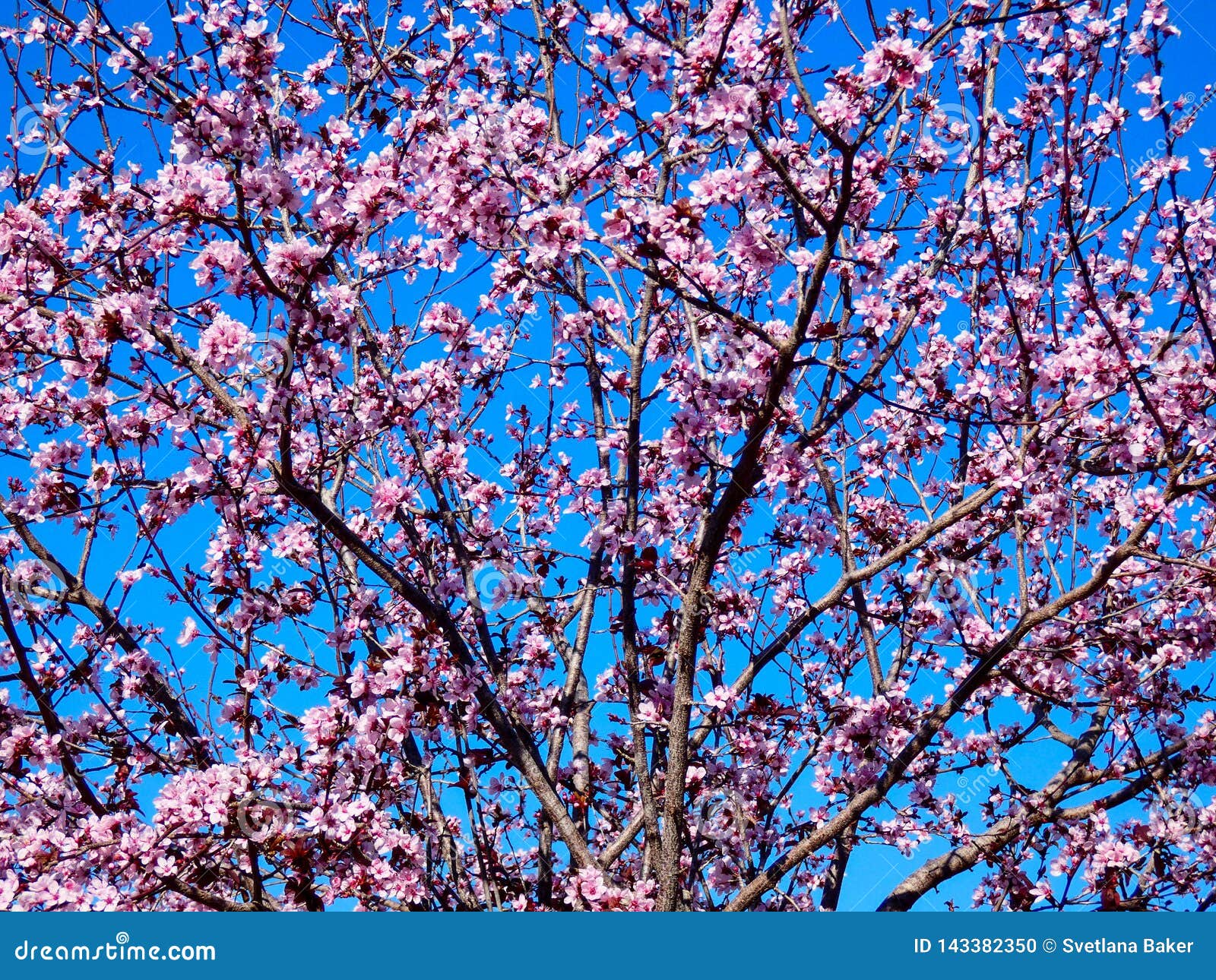 Pink Flowering Cherry Trees Stock Photo - Image of plant, petal: 143382350