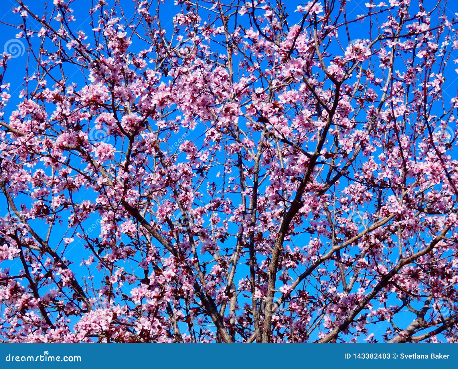 Pink Flowering Cherry Trees Stock Image - Image of background, floral ...