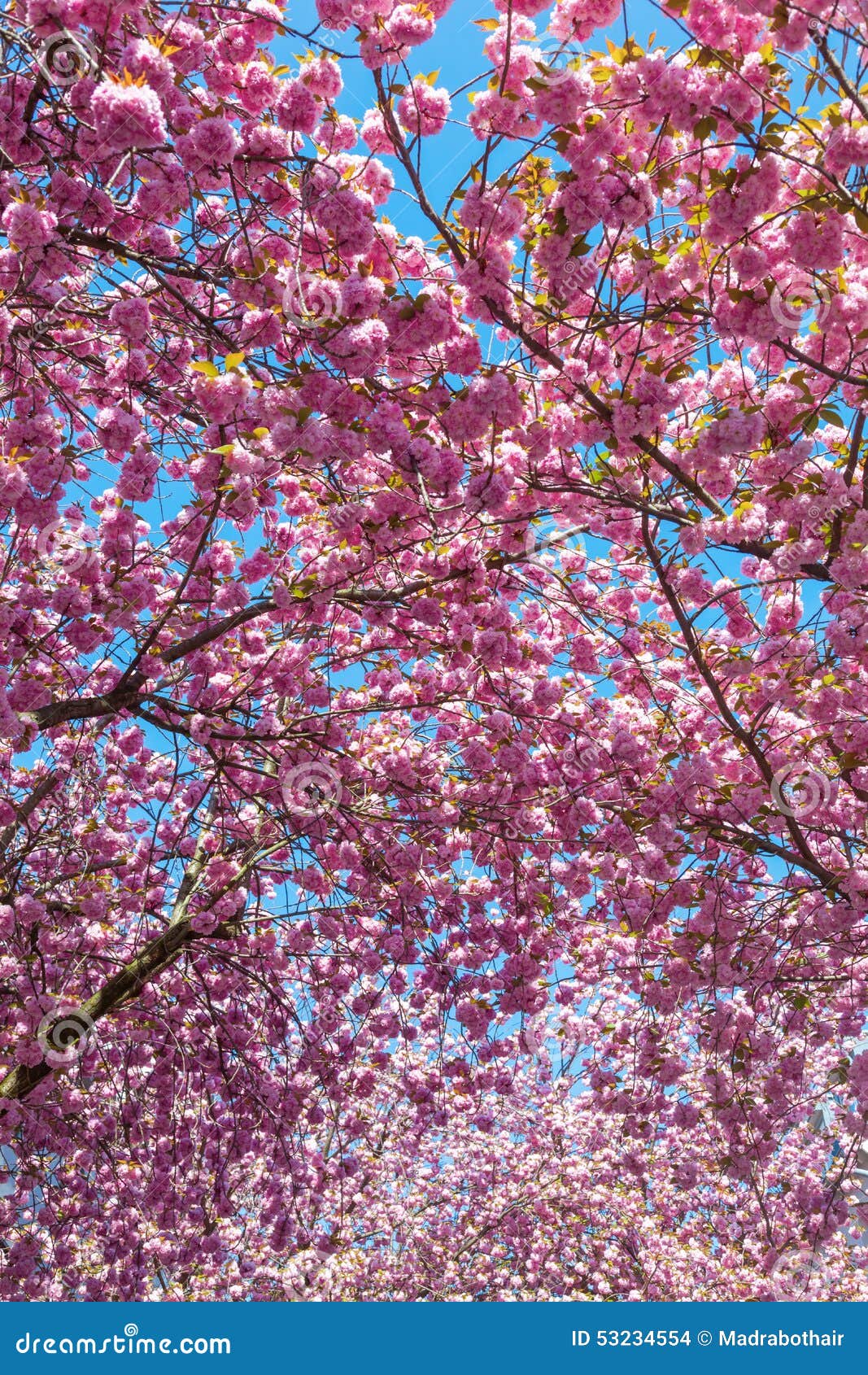 Pink Flowering Cherry Trees Stock Photo - Image of cherry, pink: 53234554