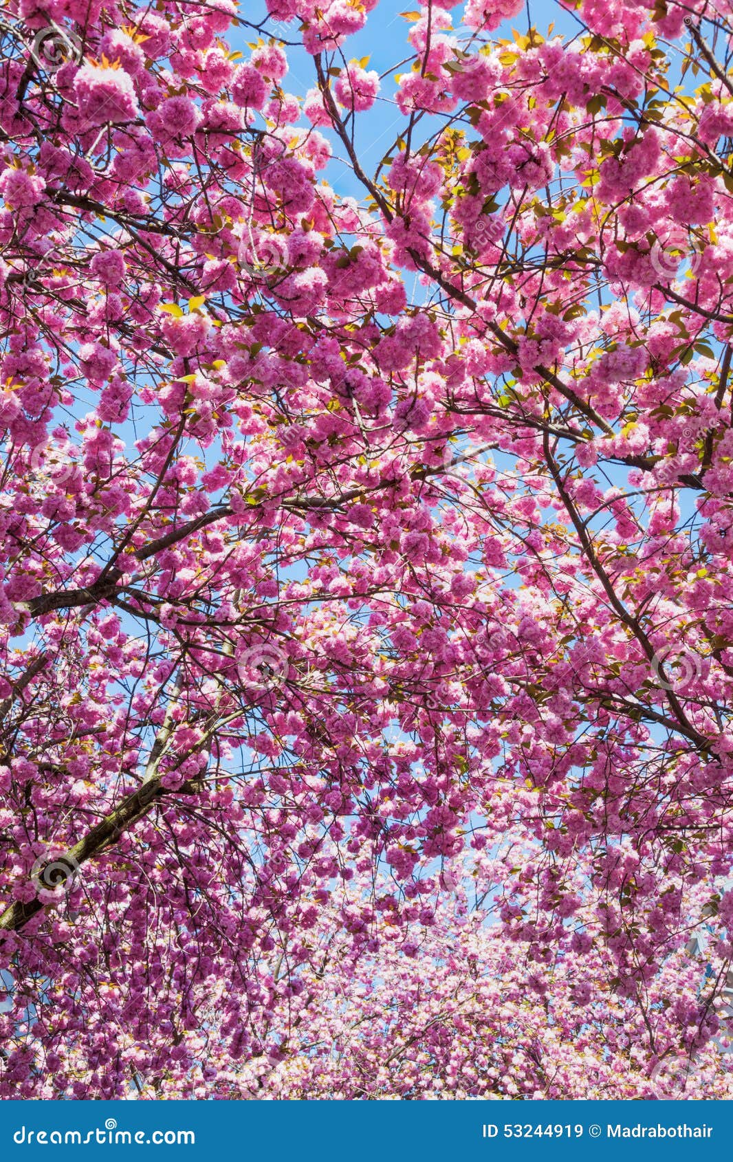 Pink Flowering Cherry Trees Stock Image - Image of branch, town: 53244919