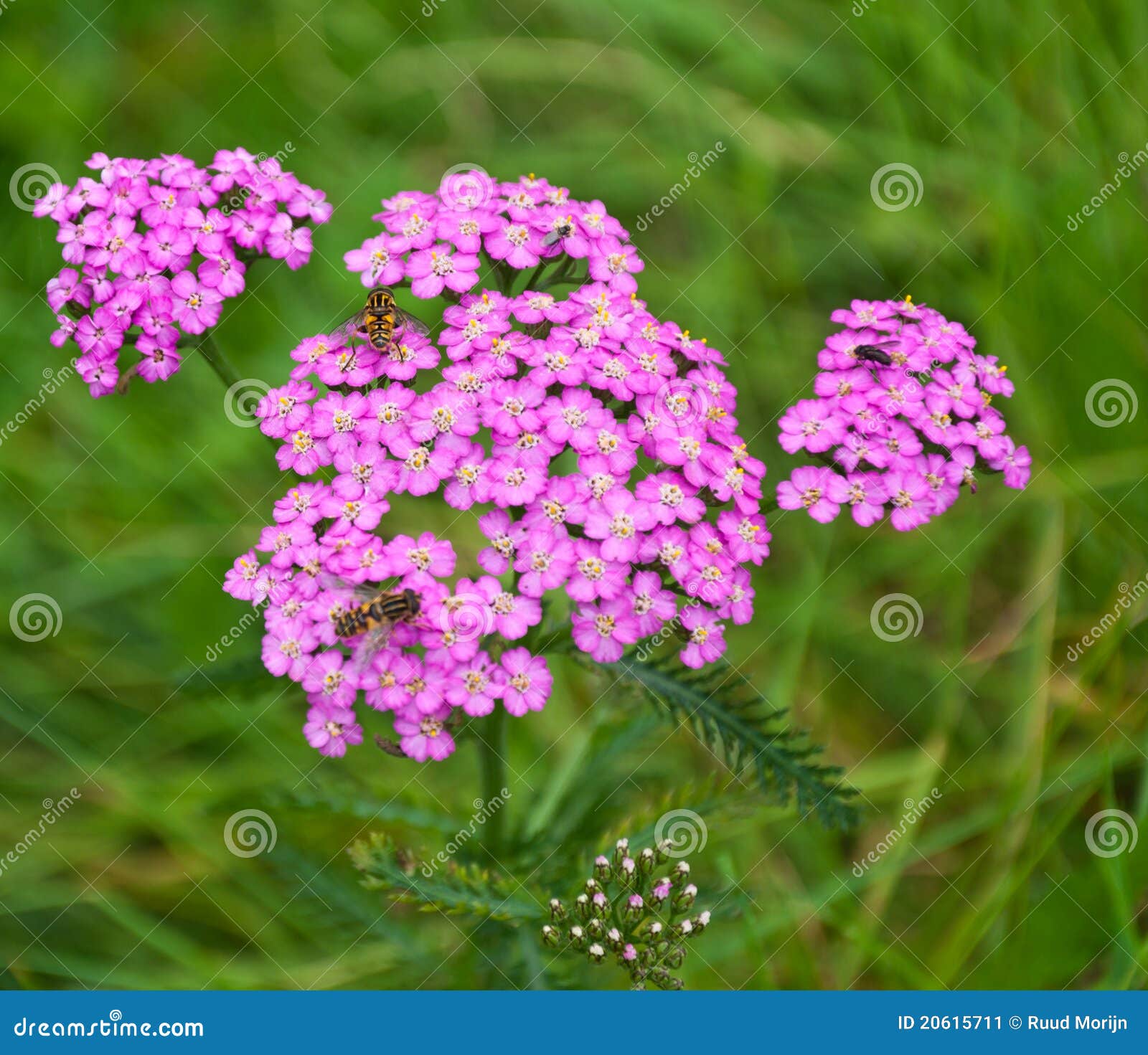 Pink Flowering Common Yarrow Stock Image - Image of copy, buds: 20615711