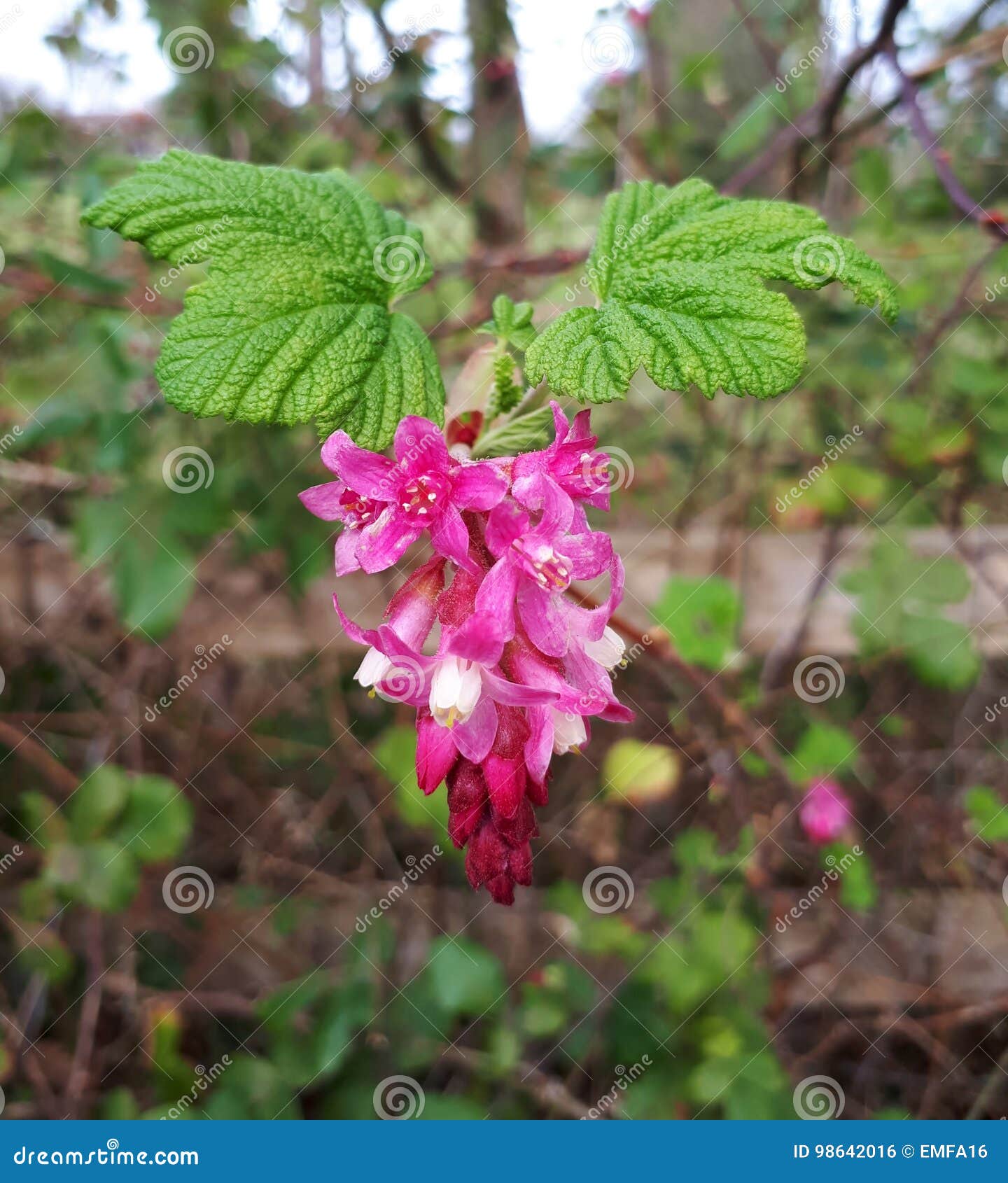 Pink Flowering Currant stock photo. Image of spring, garden - 98642016