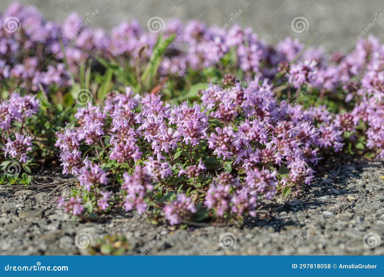 Pink Lemon Thyme (Thymus Pulegioides). Stock Photo - Image of culinary ...