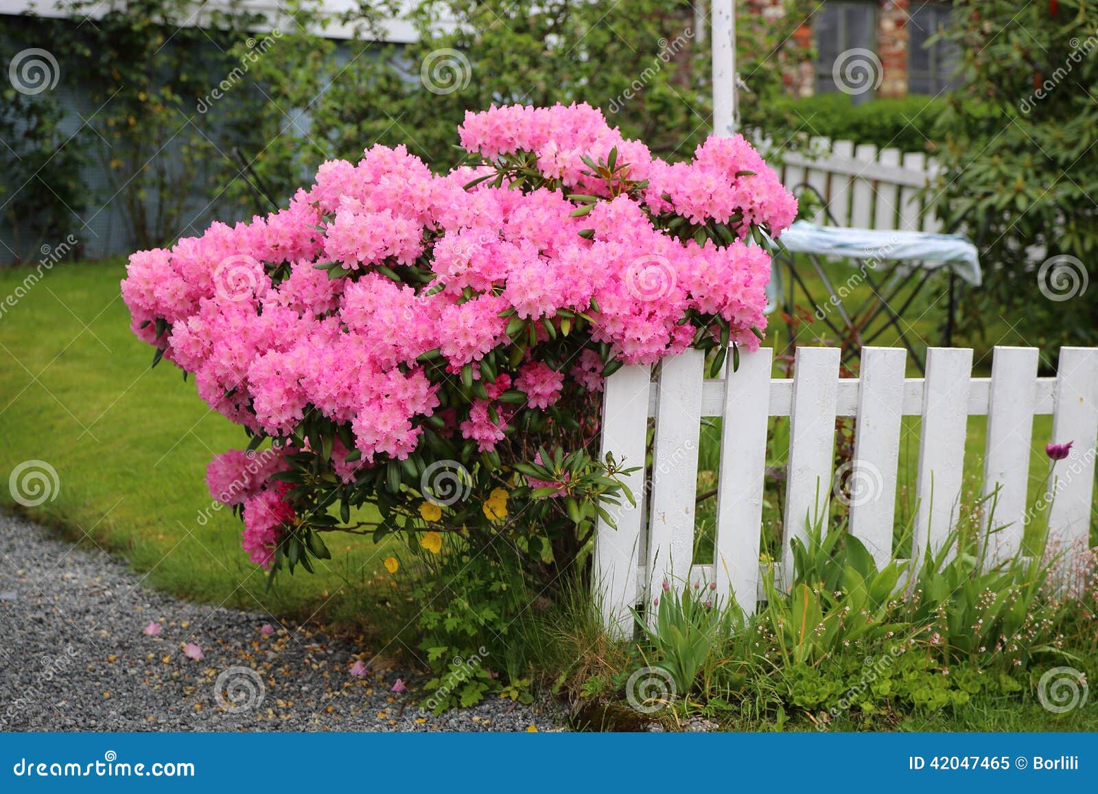 Pink flowering shrub stock image. Image of peony, bloom - 42047465