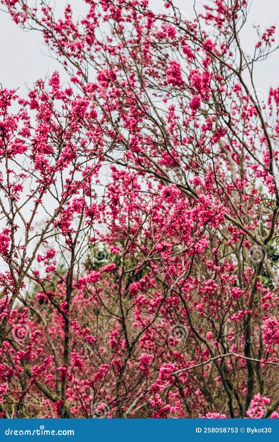 Pink Flowering Tree in the Garden. Floral Background. Natural Flower ...