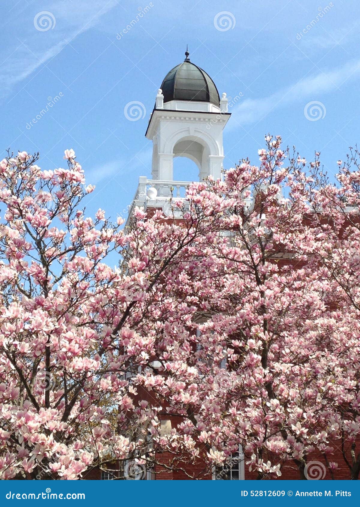Pink Flowering Tree and Dome Stock Image - Image of flowering, tree ...