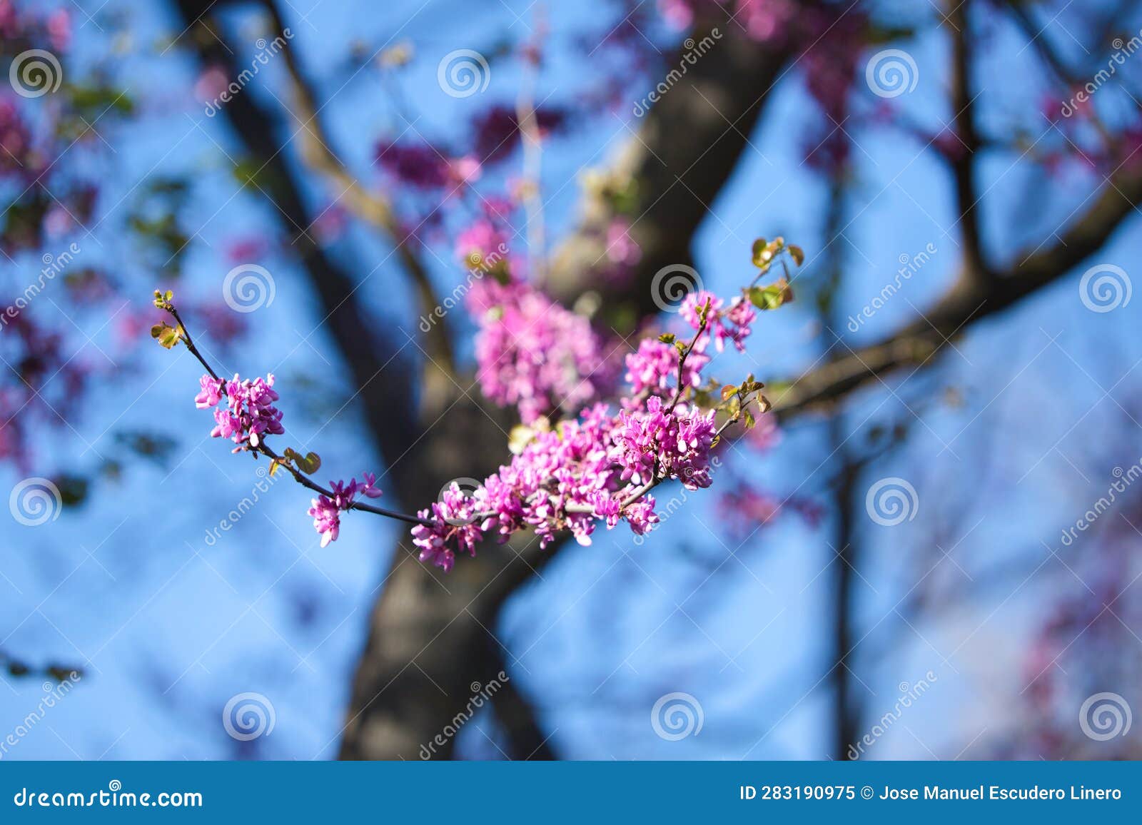 Pink Flowering Tree in the Gardens of a Park on Blue Sky Background. it ...