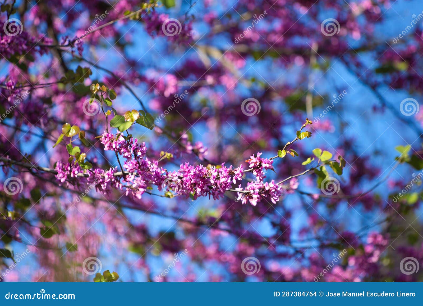 Pink Flowering Tree in the Gardens of a Park on Blue Sky Background. it ...