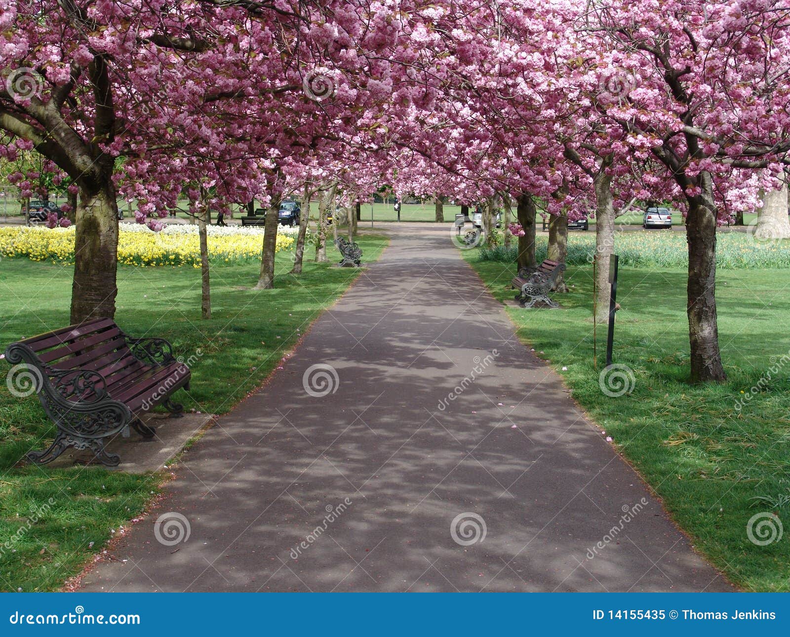 Pink Flowering Tree Lined Path Stock Image - Image of sunlight ...