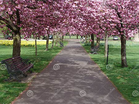 Pink Flowering Tree Lined Path Stock Image - Image of sunlight ...