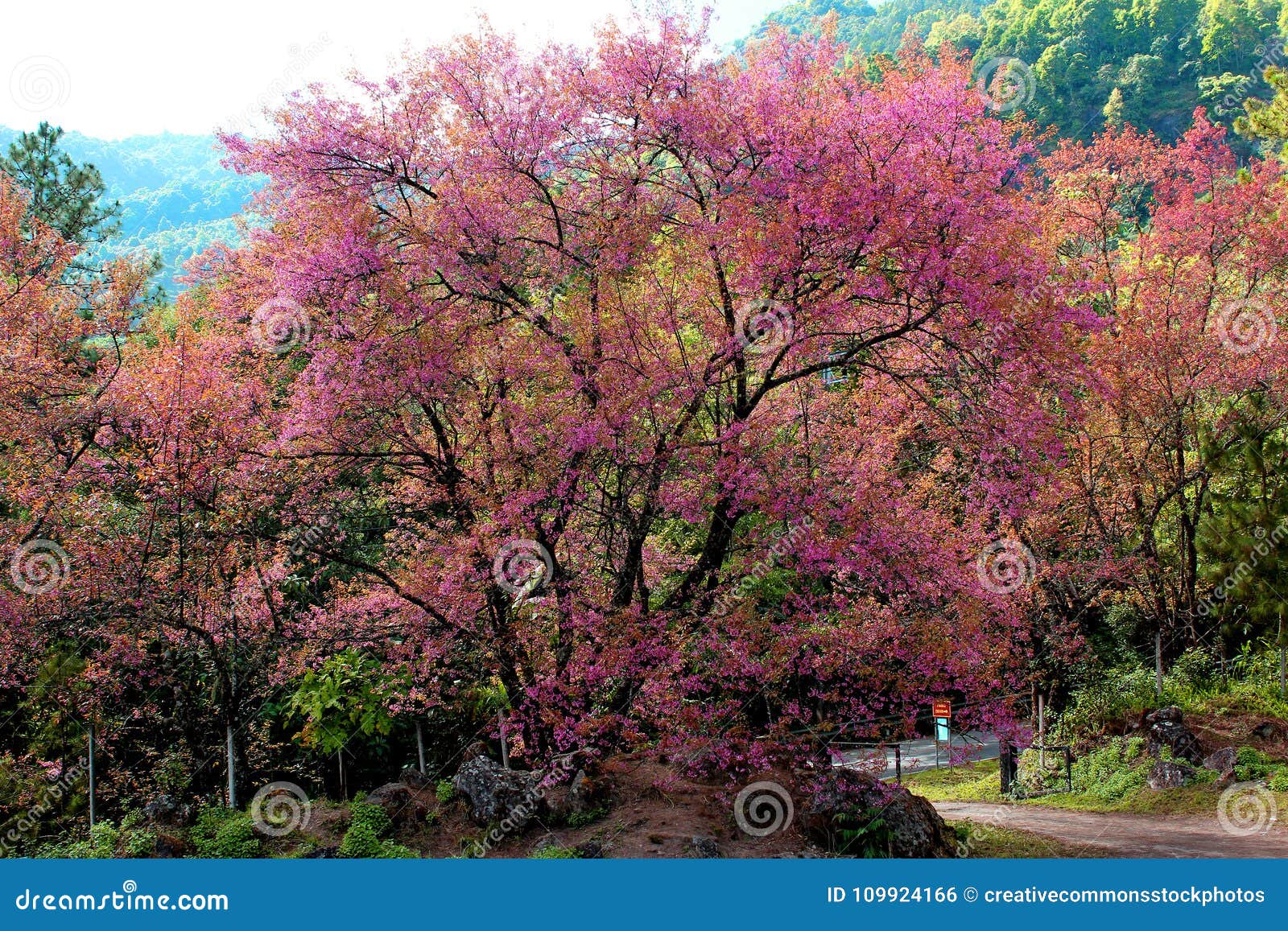 Pink Flowering Tree Beside Road At Daytime Picture. Image: 109924166