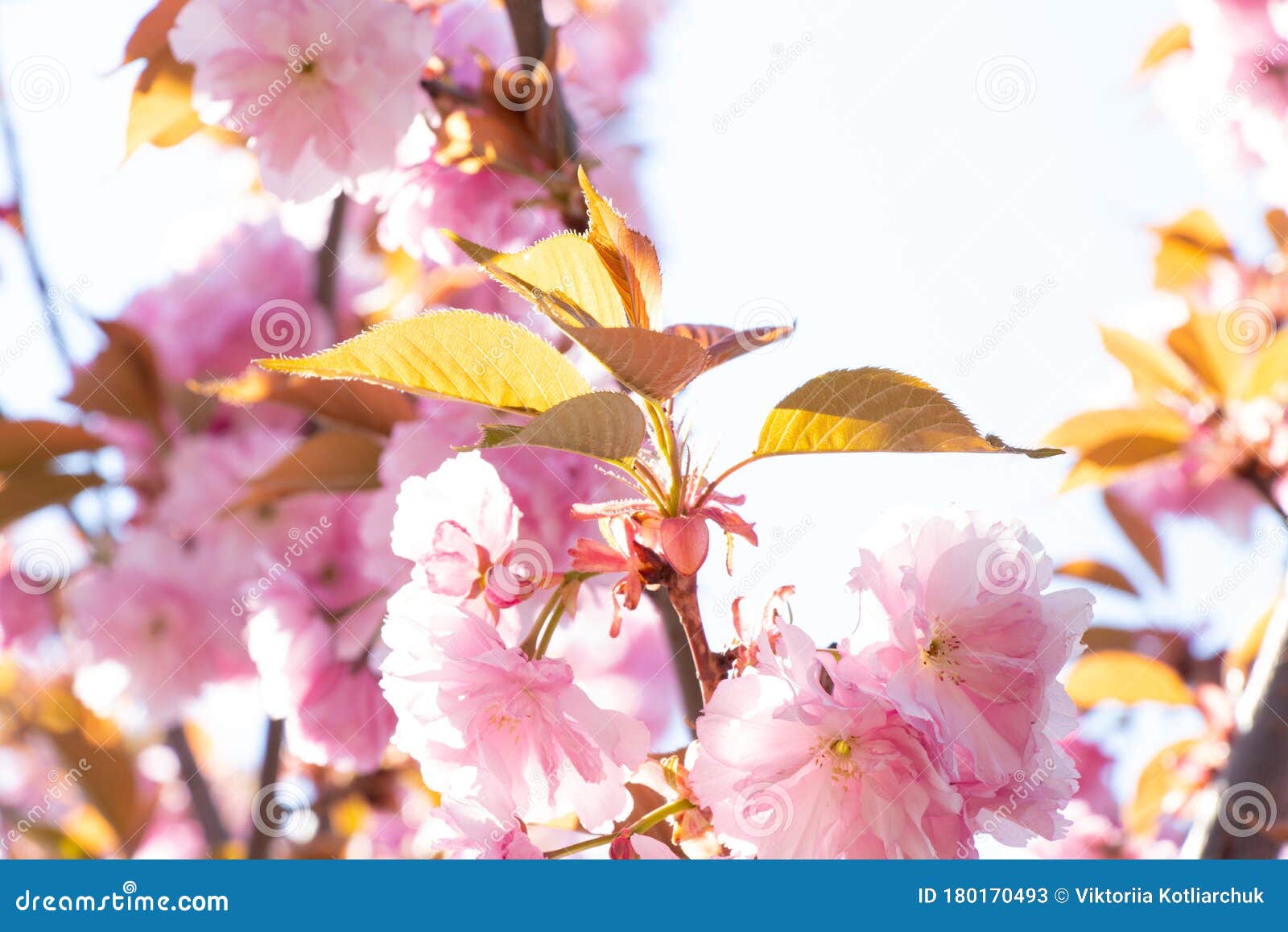 Pink Flowering Tree in the Spring Garden in Ukraine Stock Image - Image ...