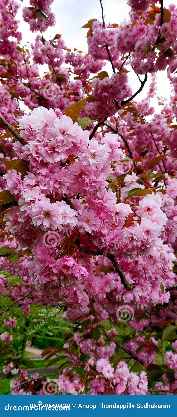 Pink Flowering Trees Close-up Stock Photo - Image of plant, produce ...