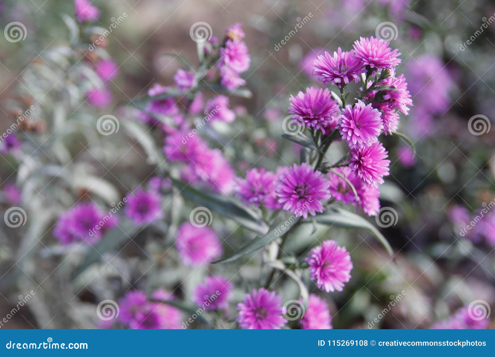 Pink Flowers Picture. Image: 115269108