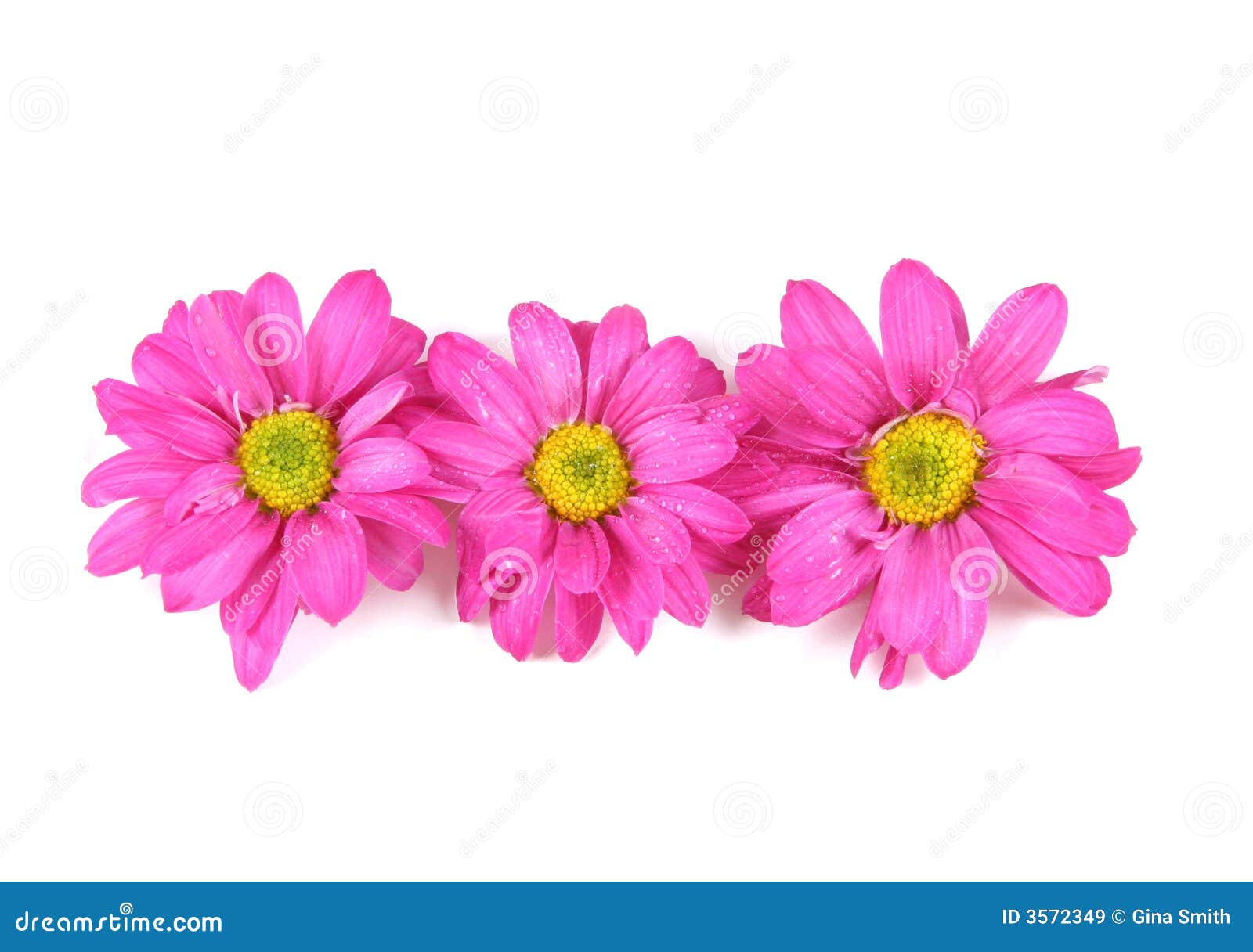 Pink flowers. stock image. Image of greenery, natural - 3572349