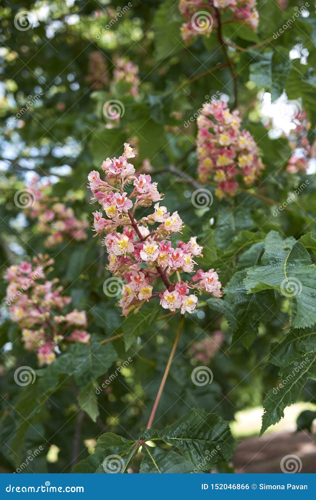 Aesculus X Carnea Tree in Bloom Stock Photo - Image of background ...