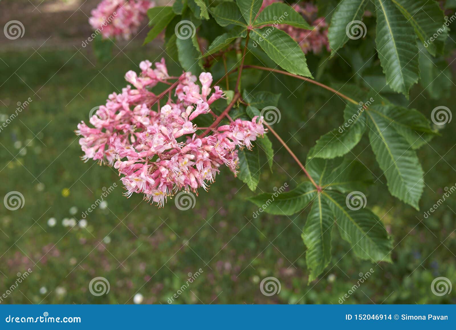 Aesculus X Carnea Tree in Bloom Stock Photo - Image of nature, flower ...