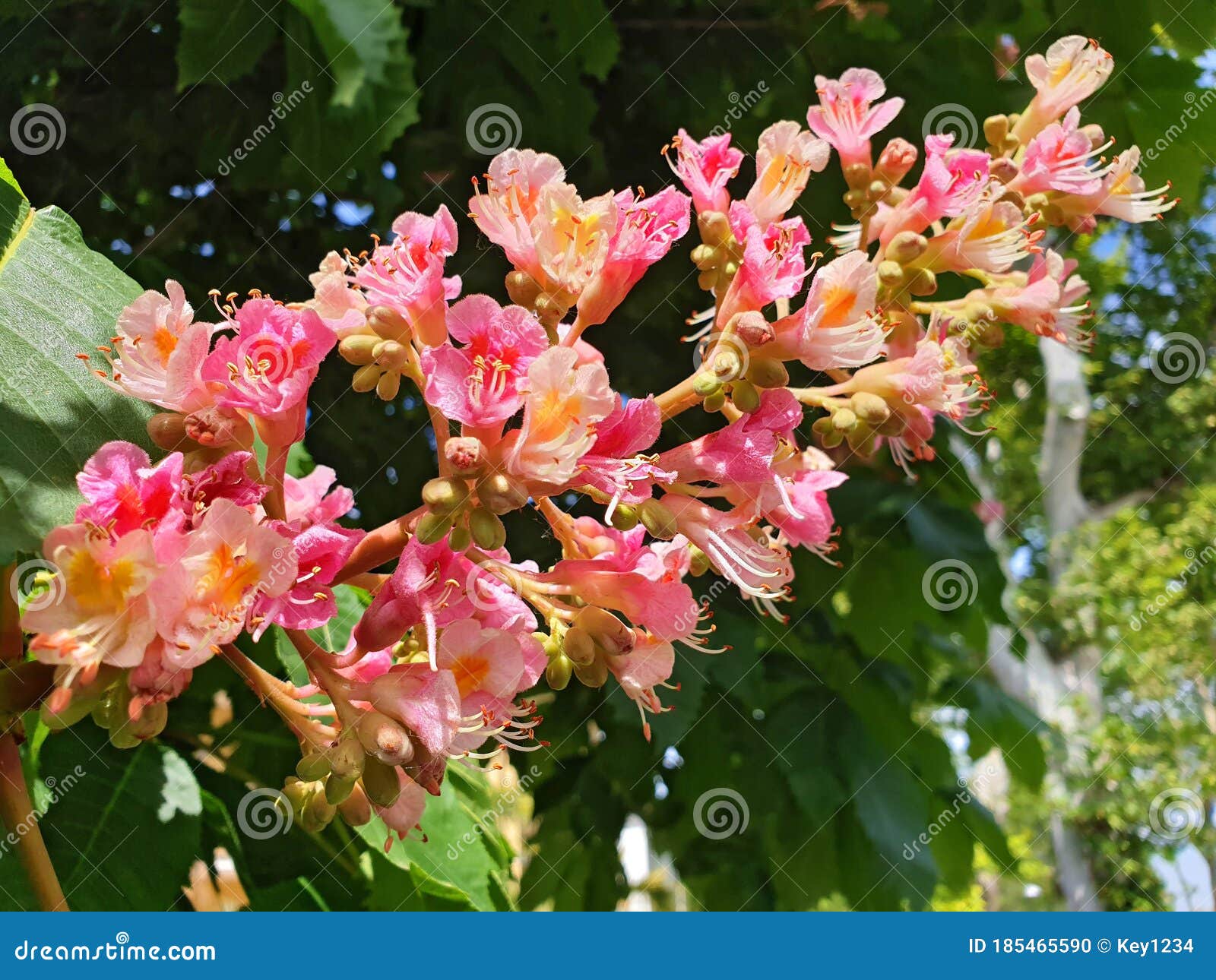 Pink Flowers Aesculus Pavia Stock Photo - Image of chestnut, bloom ...
