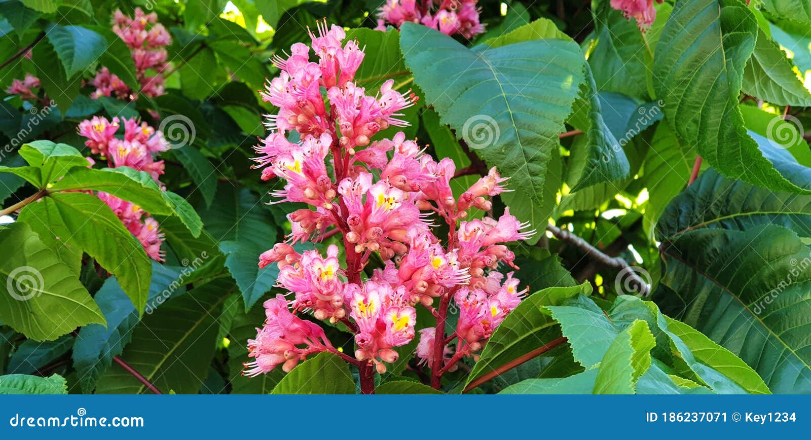 Panorama of Pink Flowers Aesculus Stock Image - Image of green, blossom ...