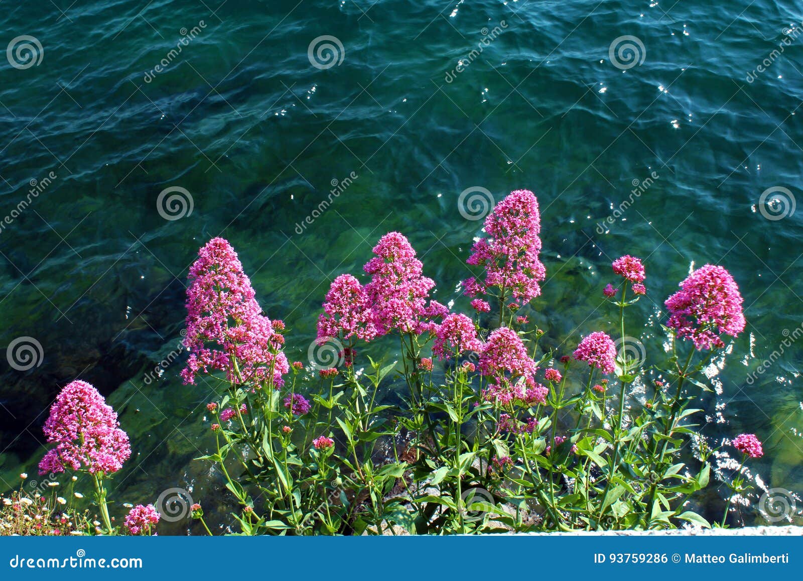 Pink flowers against water stock photo. Image of nature - 93759286