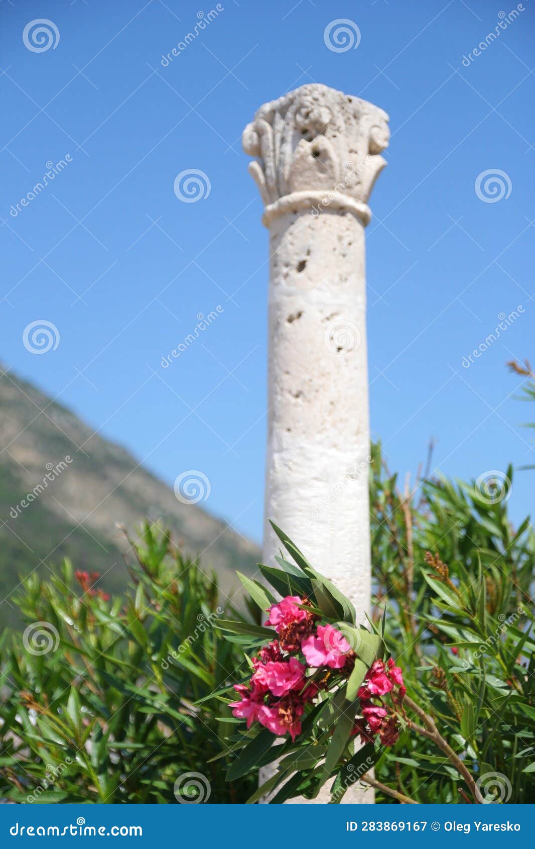 Pink Flowers on the Background of an Ancient Column Stock Image - Image ...