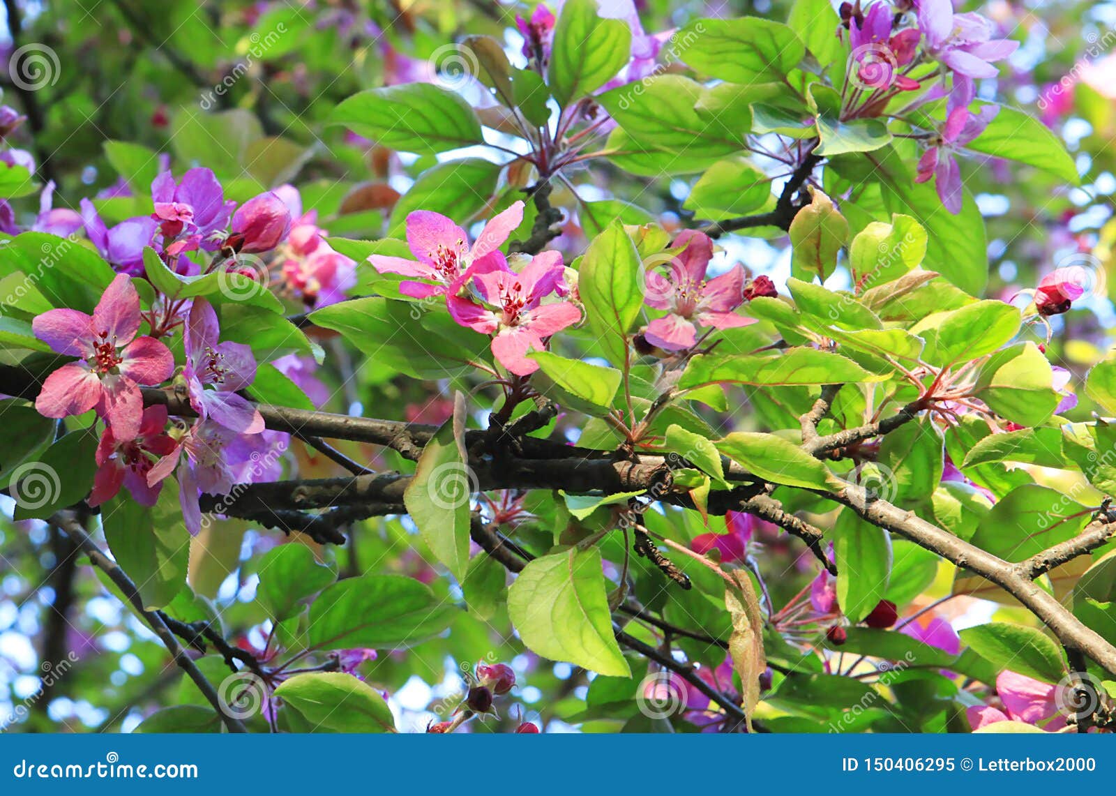 Pink Flowers of Apple Tree. Flowering Branch of the Apple Tree. Stock ...