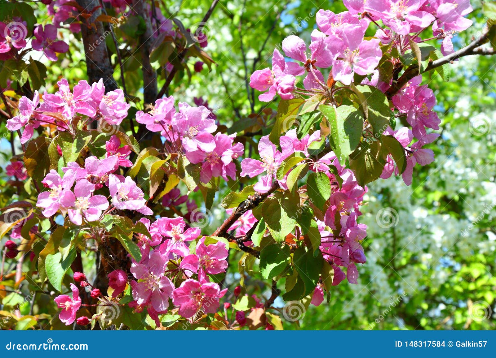 Pink Flowers of the Apple-tree after the Rain Stock Photo - Image of ...