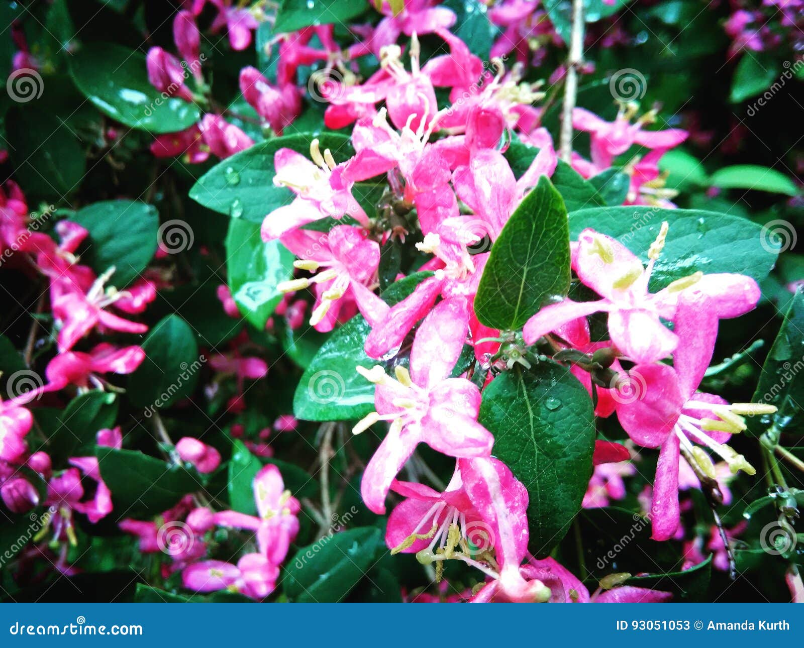 Pink flowers stock image. Image of back, wisconsin, yard - 93051053