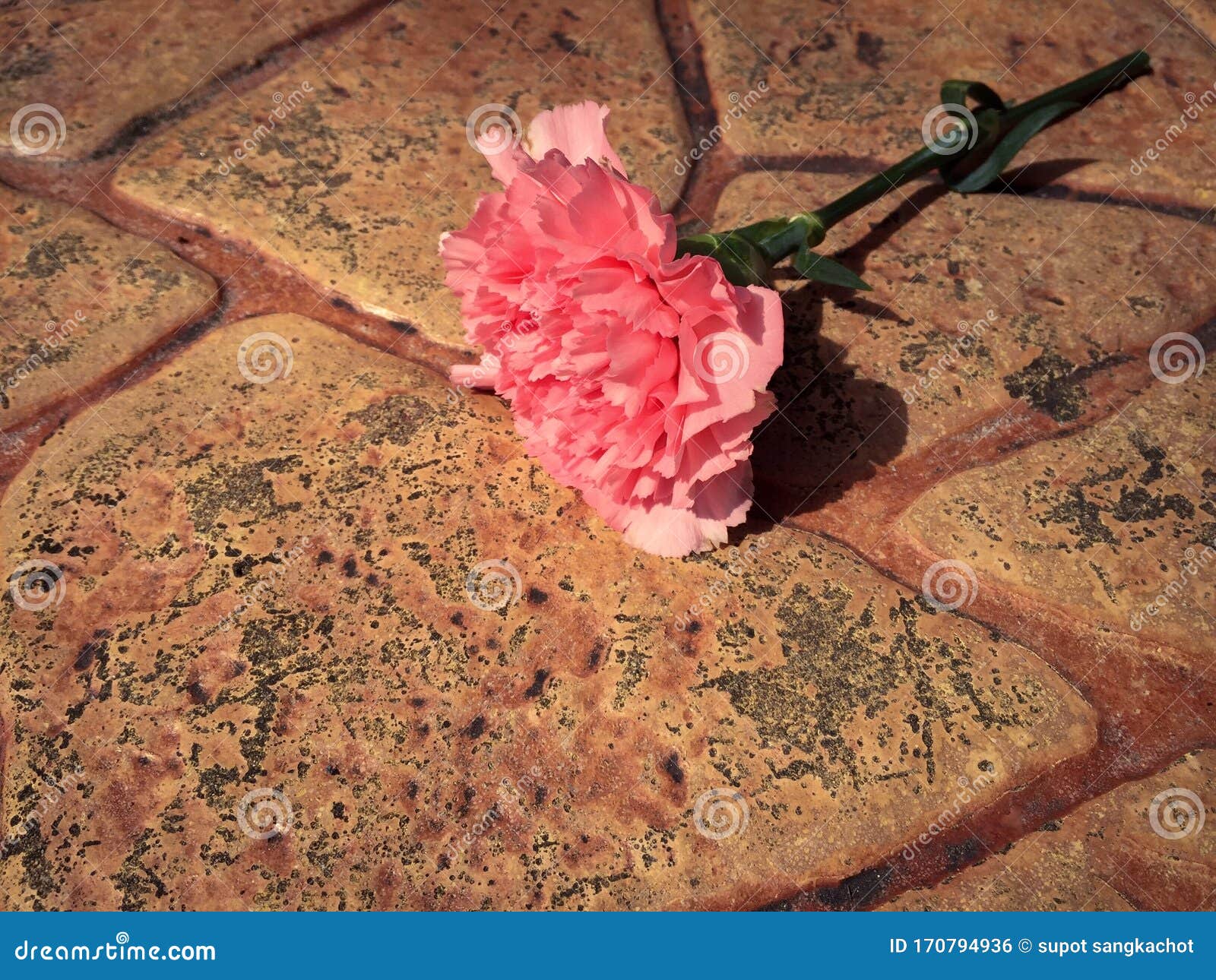 Pink flowers stock photo. Image of pink, objects, backdrop - 170794936